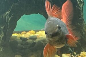 Sharks in the water | Fish Tank Metaphor - Life in the Spirit