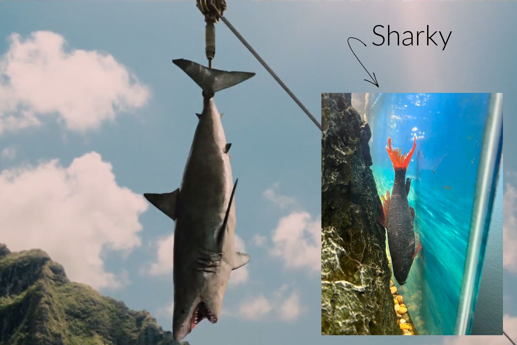 Sharks in the water | Fish Tank Metaphor - Life in the Spirit